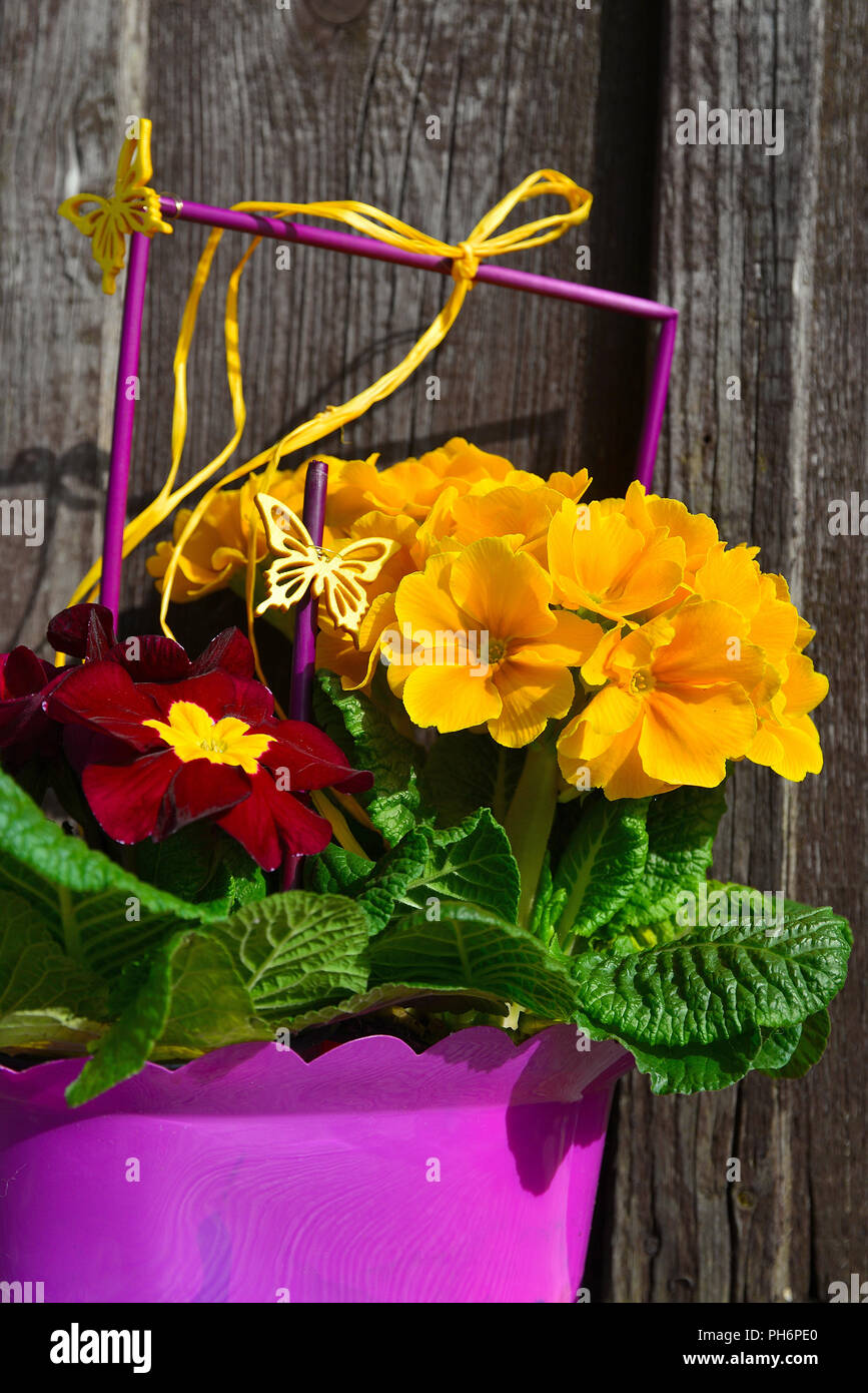 Spring planting garden Stock Photo - Alamy