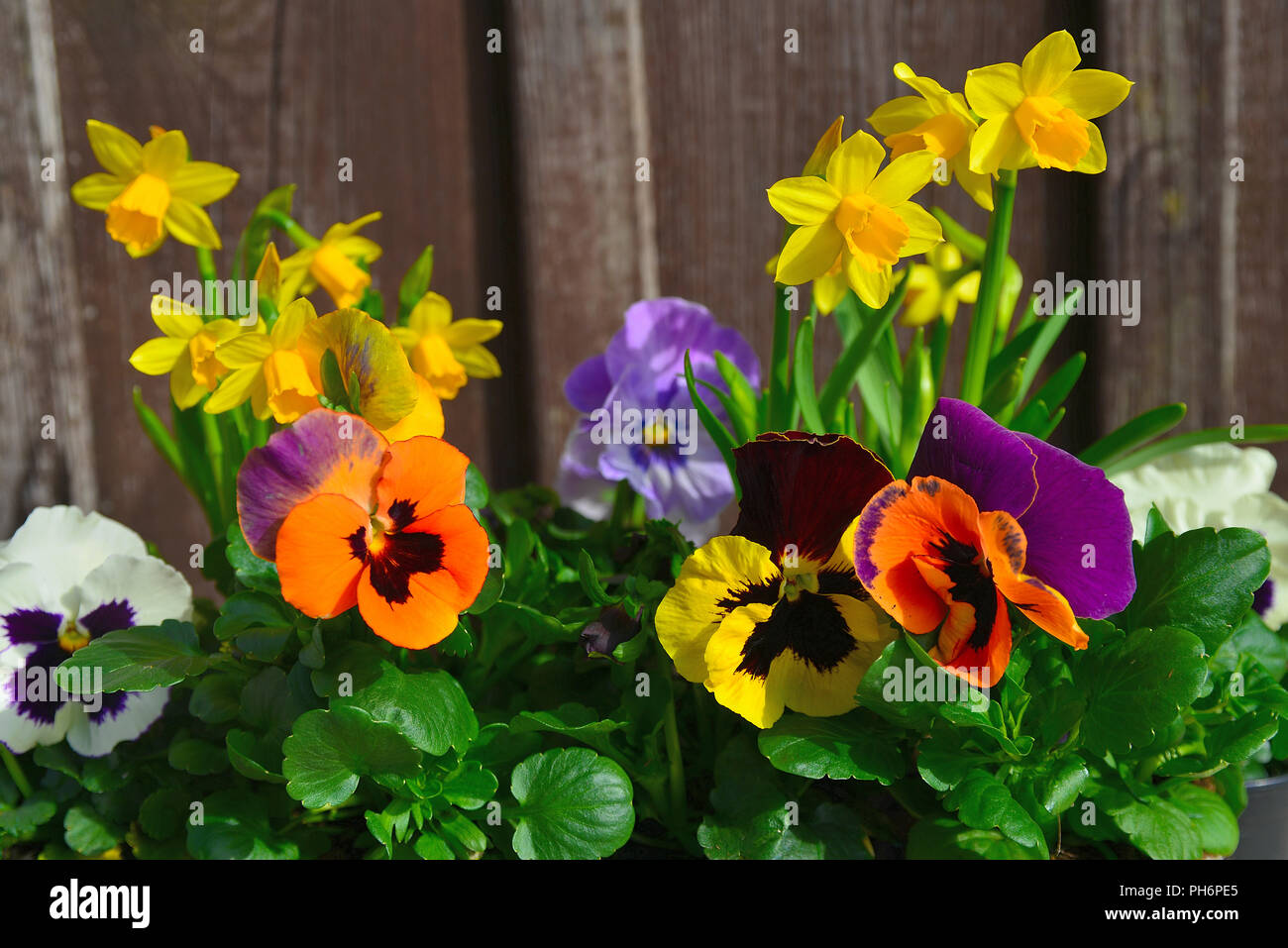Spring planting garden Stock Photo - Alamy