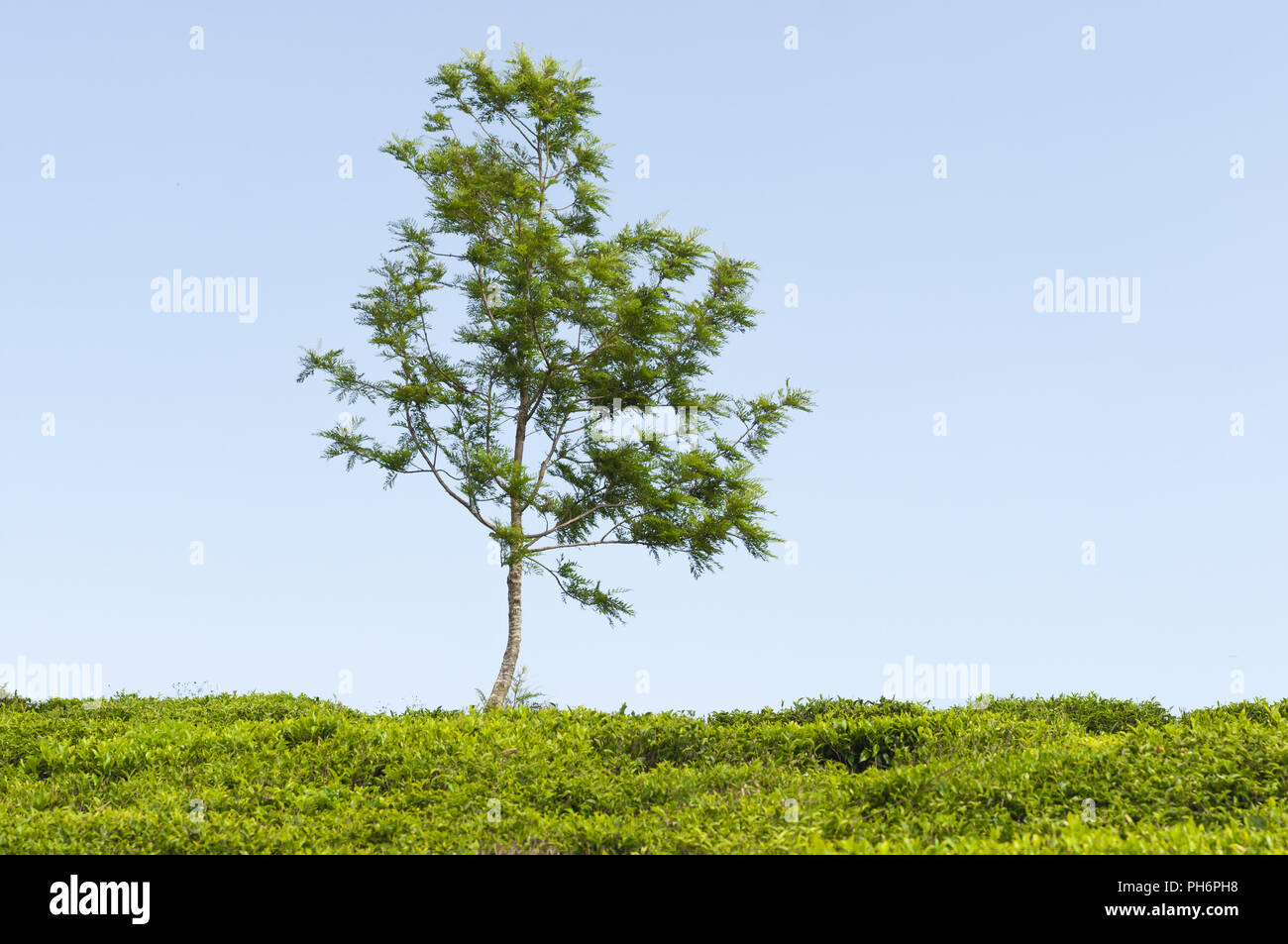 Camellia tree hi-res stock photography and images - Alamy