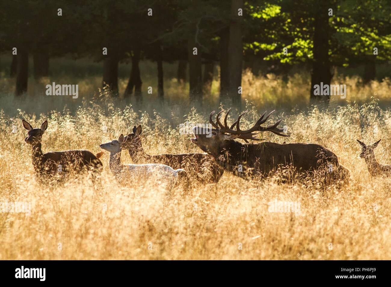 Male red deer with huge antlers during mating season in the early ...