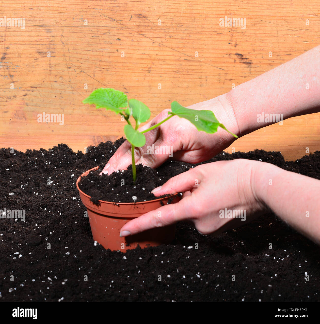 Hands plant hi-res stock photography and images - Alamy