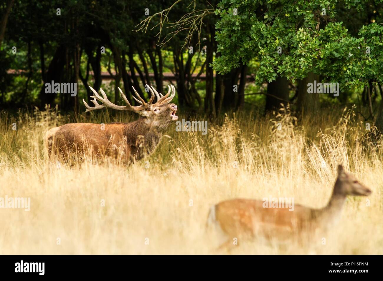 Male red deer with huge antlers during mating season in the early ...