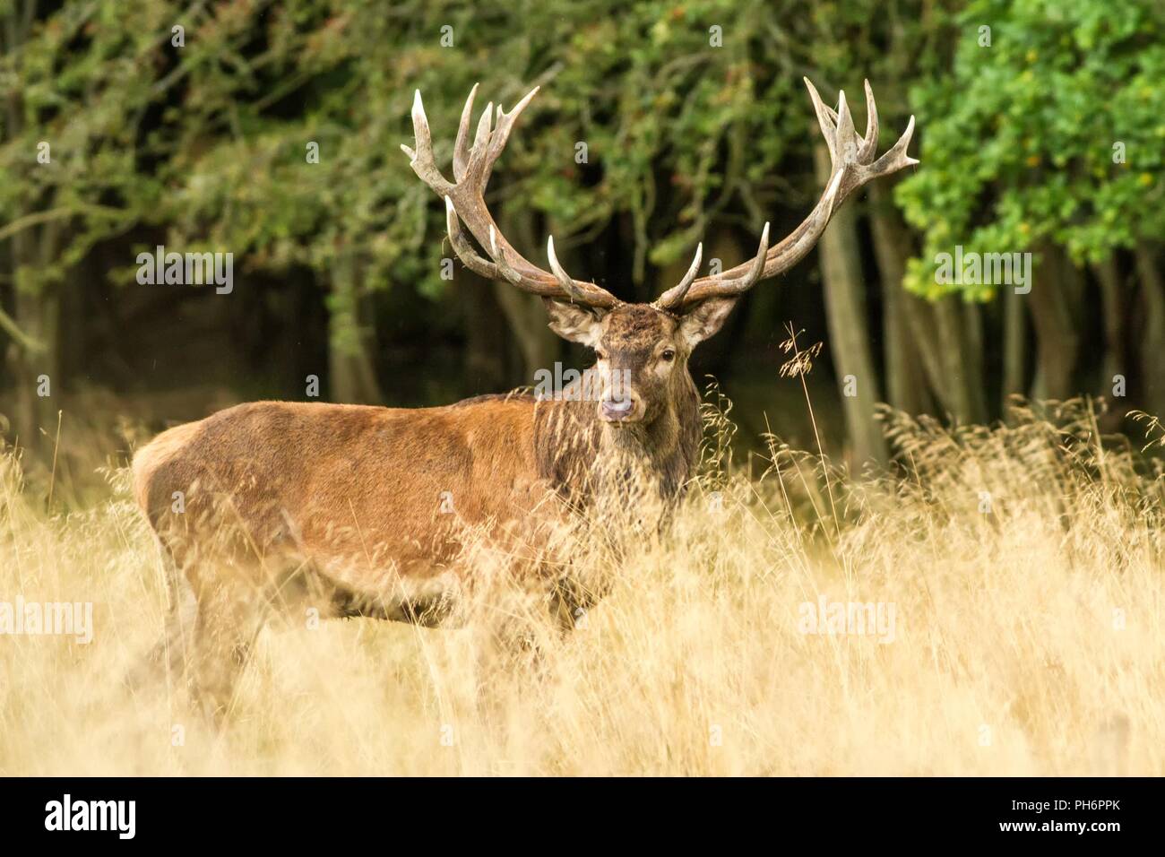 Majestic powerful adult red deer stag outside autumn forest in ...