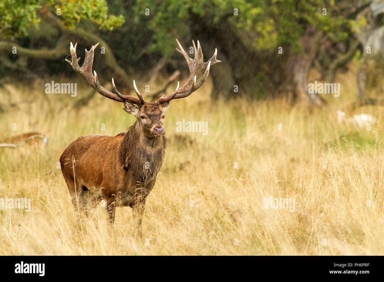 Majestic powerful adult red deer stag outside autumn forest in ...