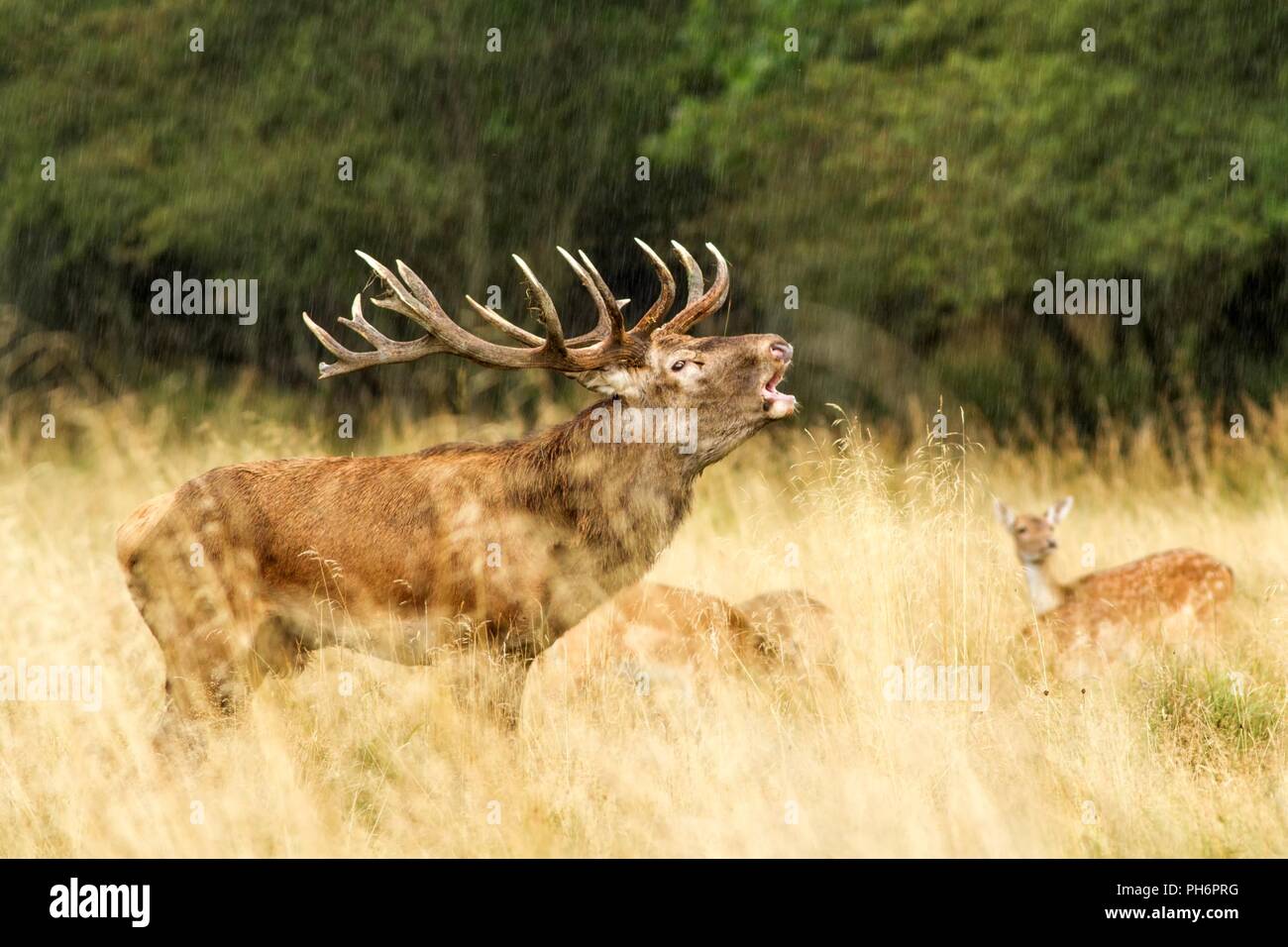 Deers during mating season hi-res stock photography and images - Alamy