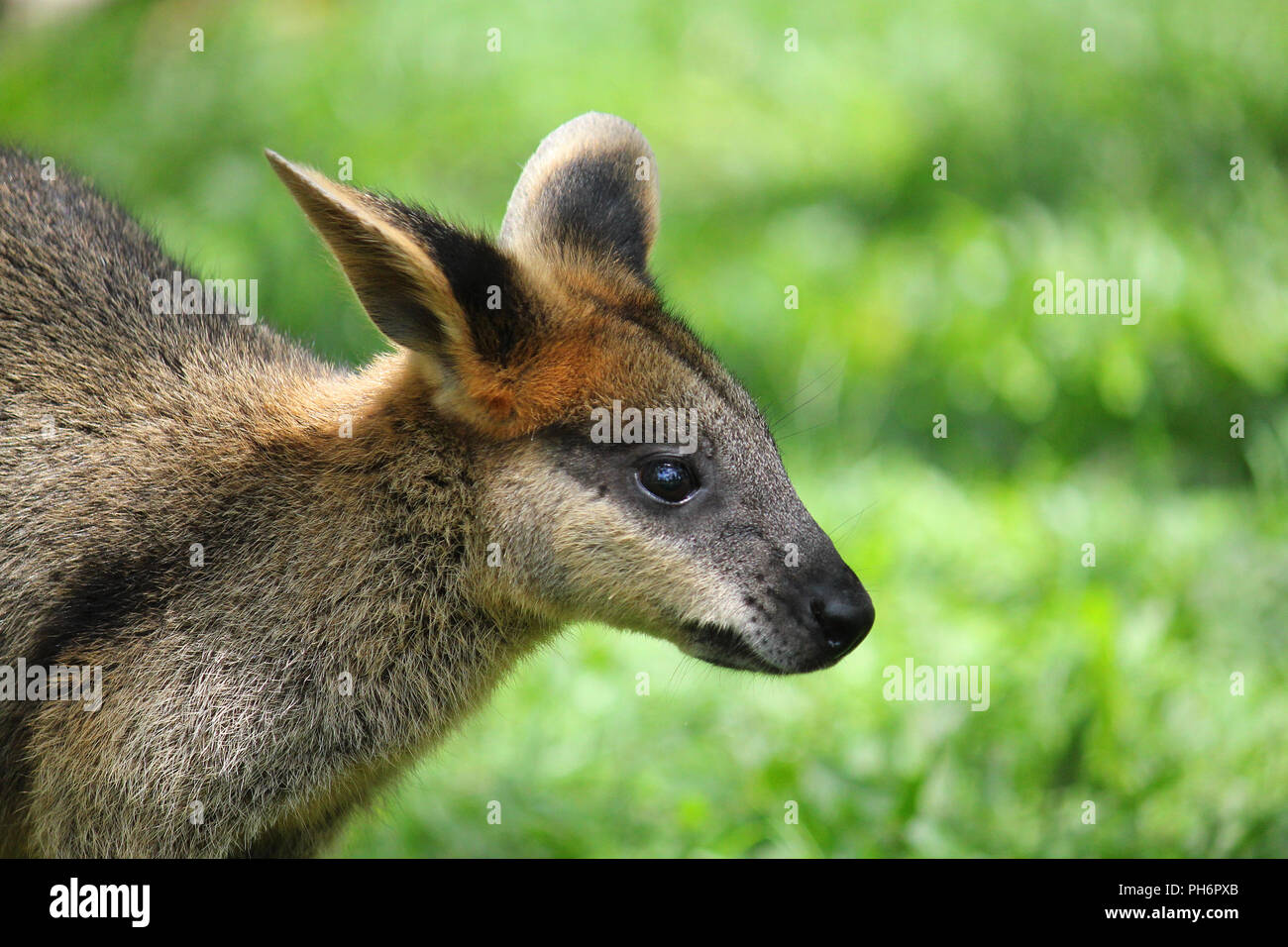Swamp wallaby australia hi-res stock photography and images - Alamy