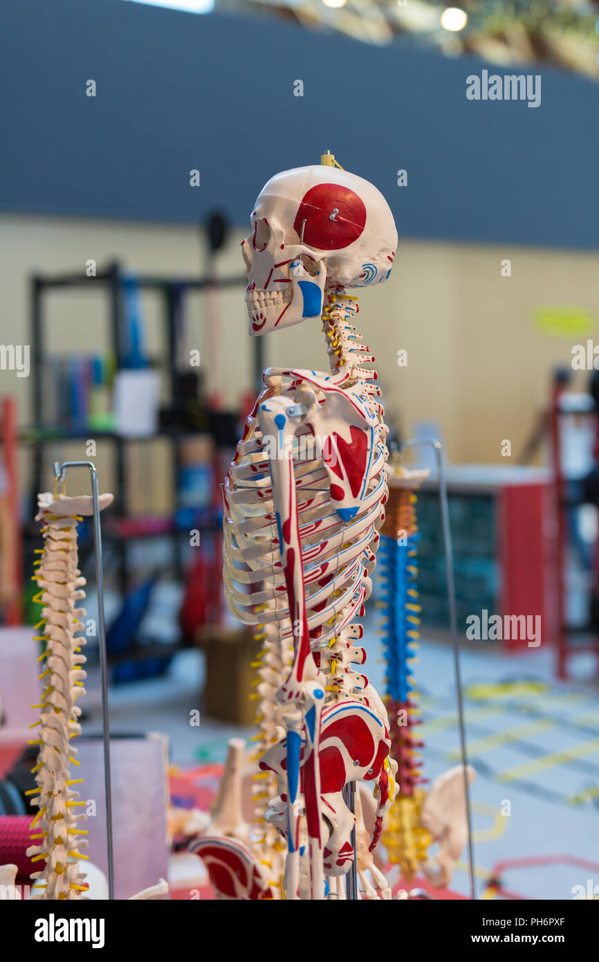 Plastic Human Skeleton with Colorful Signs for Medical Learning Stock ...
