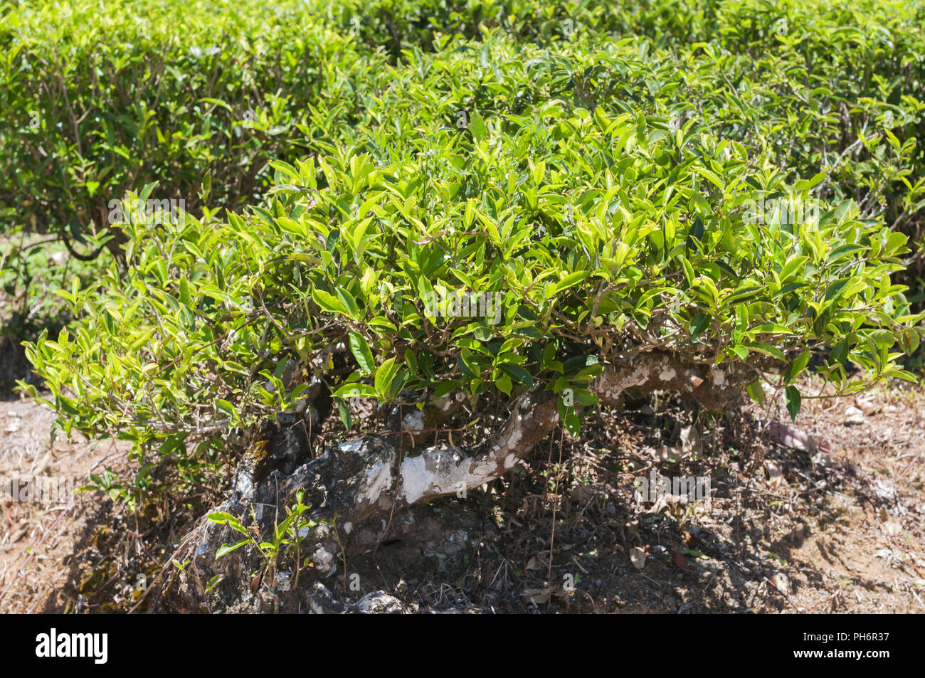 Camellia sinensis (tea) plant hi-res stock photography and images - Alamy