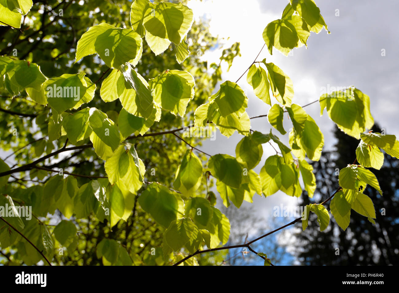 Leefs hi-res stock photography and images - Alamy