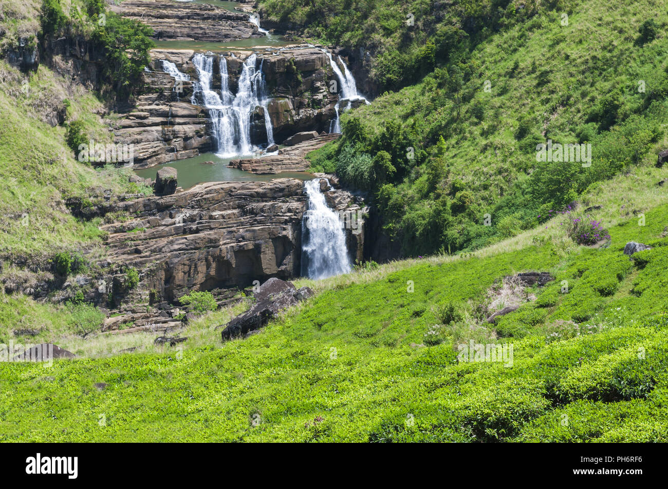 Tea field with waterfall Stock Photo - Alamy