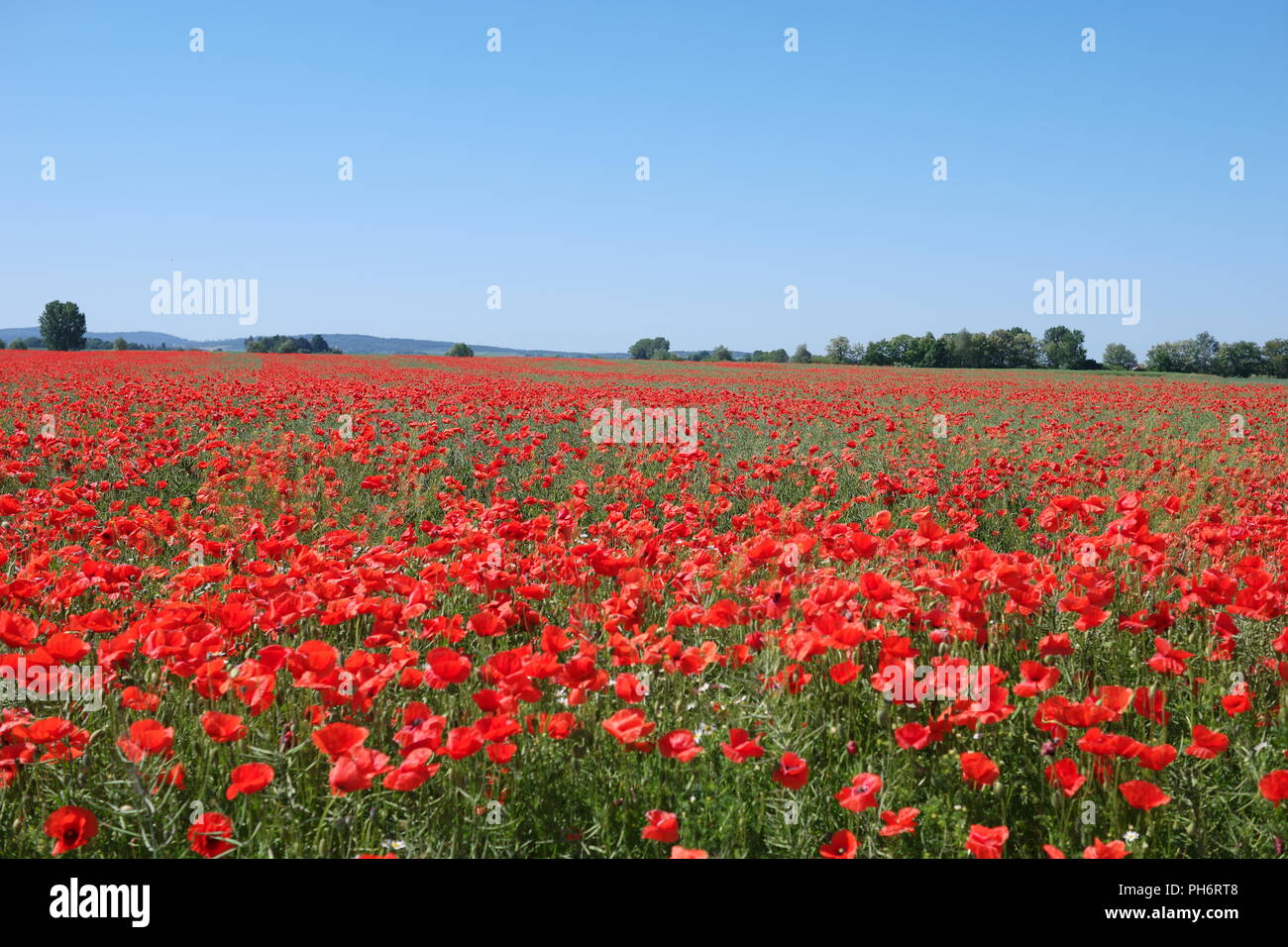 Red beautiful wild poppies hi-res stock photography and images - Alamy