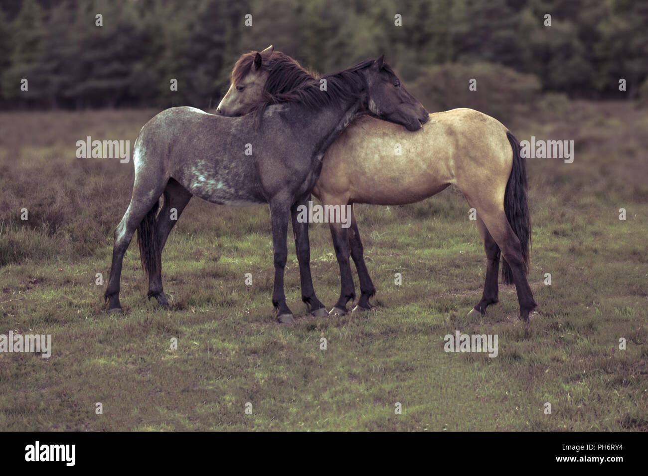 Side view of two horses hugging in field Stock Photo - Alamy