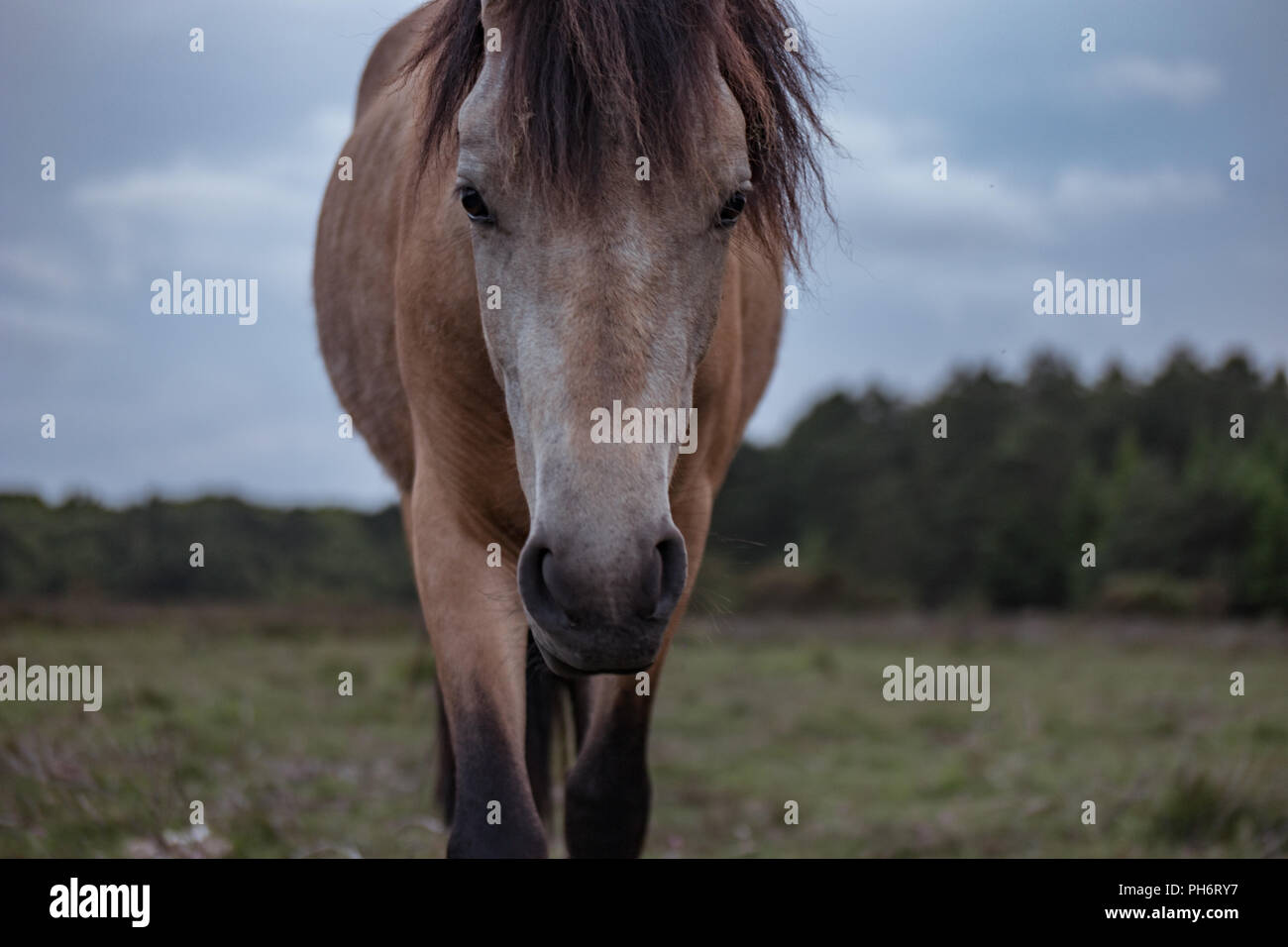 Horse front view hi-res stock photography and images - Alamy