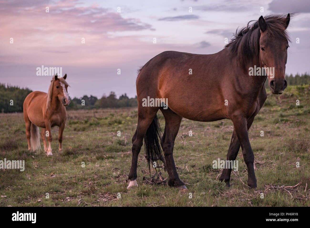 Horses standing together hi-res stock photography and images - Alamy