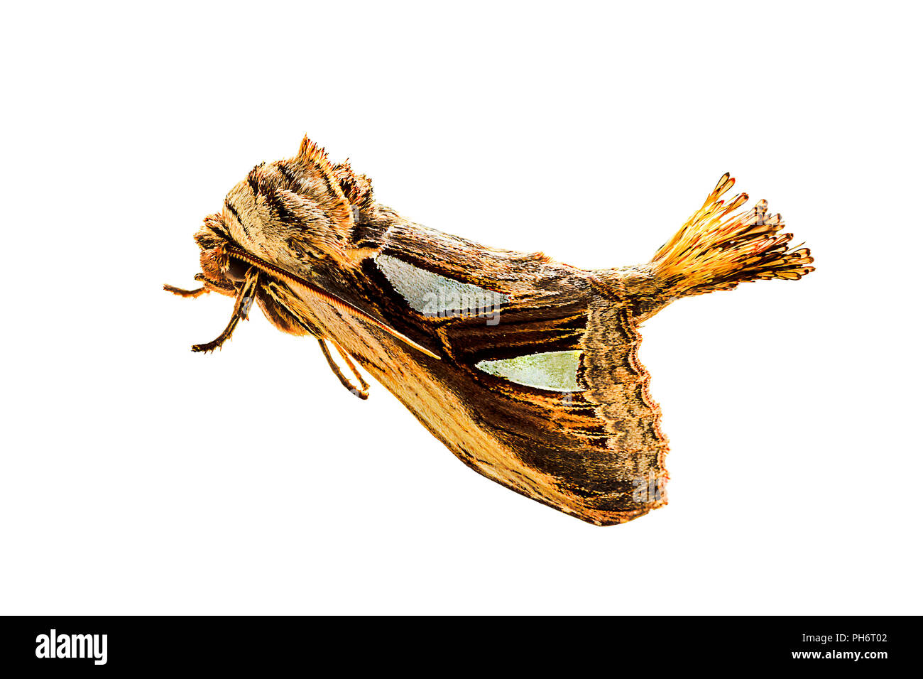 Moth legs hi-res stock photography and images - Alamy