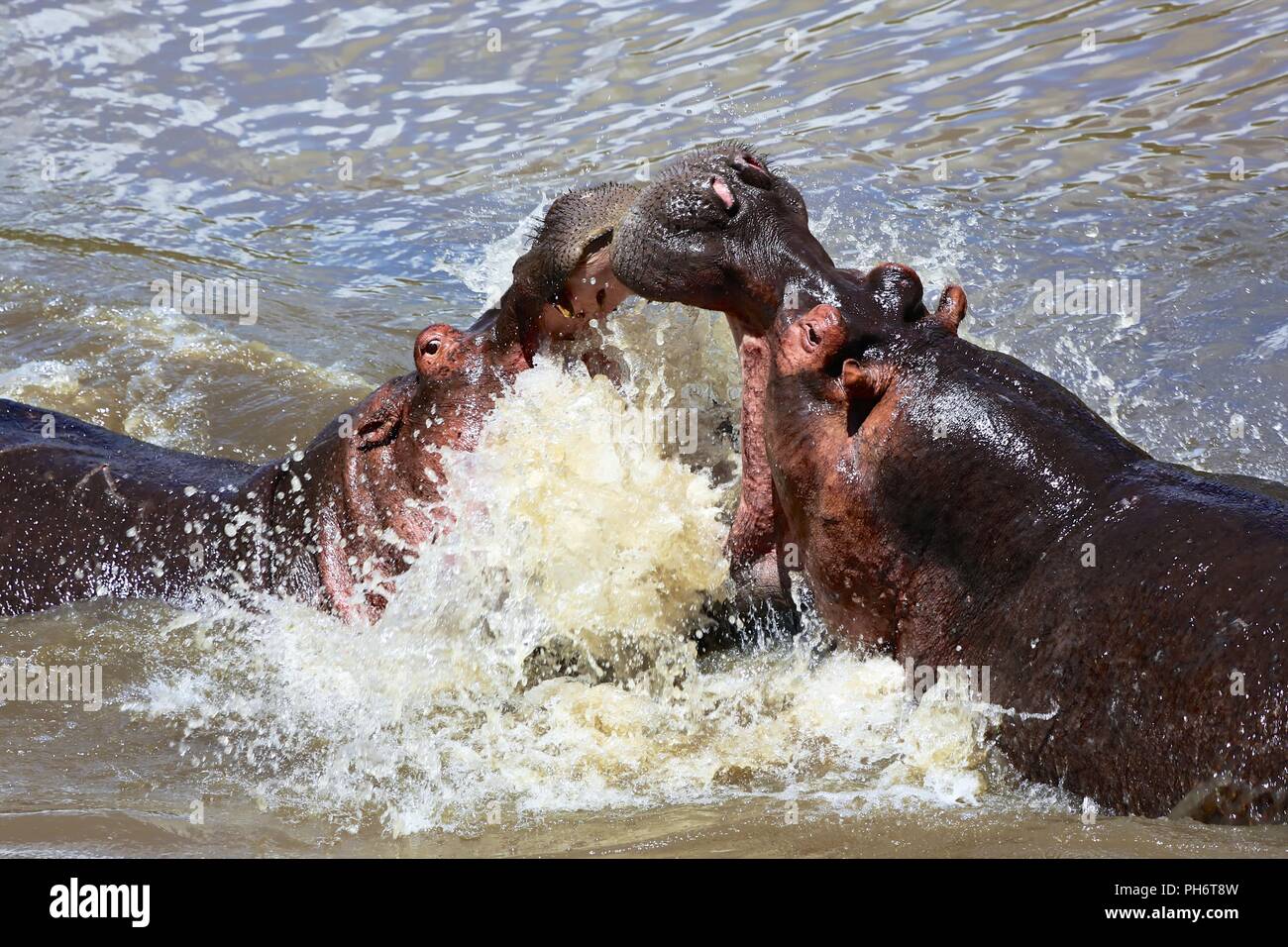 hippo fighting at the masai mara national park kenya africa Stock Photo ...
