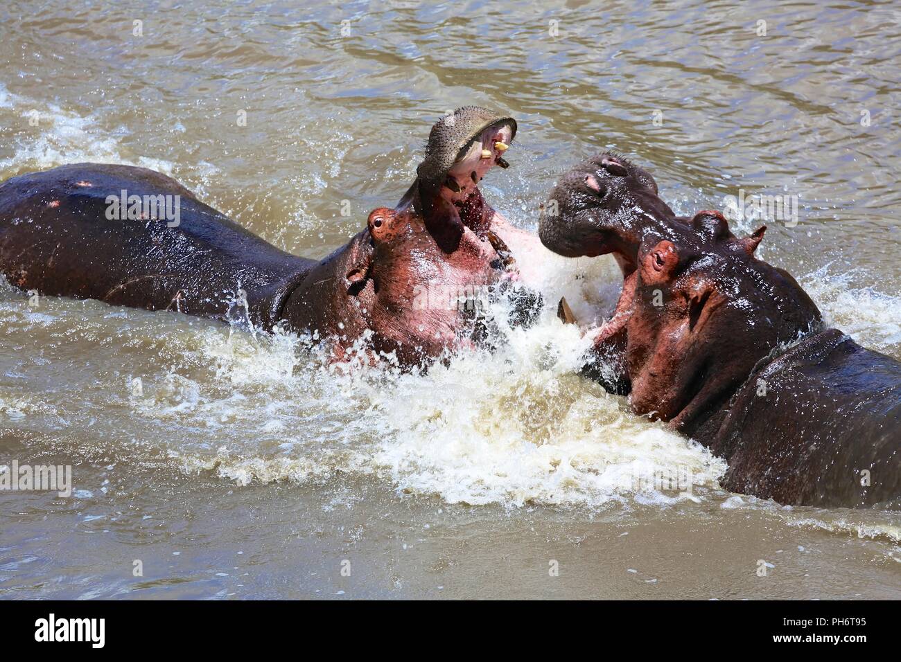 hippo fighting at the masai mara Stock Photo - Alamy