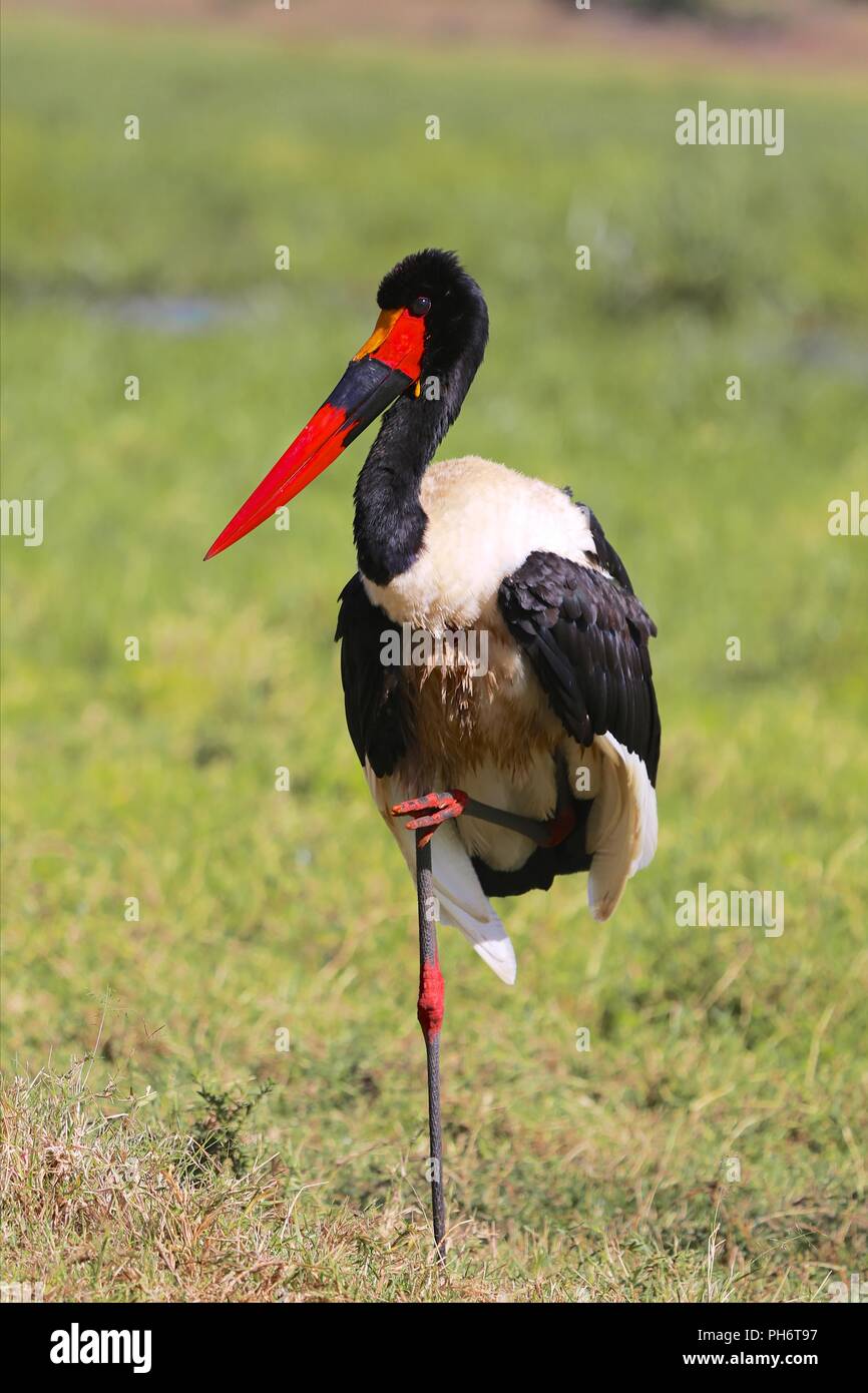 a saddle billed stork at masai mara national park kenya Stock Photo - Alamy