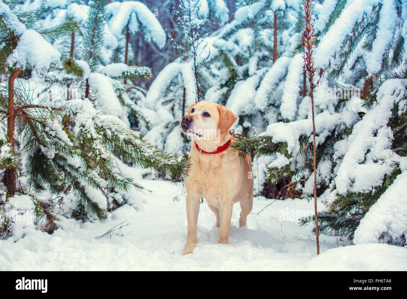 Labrador retriever and tree hi-res stock photography and images - Alamy