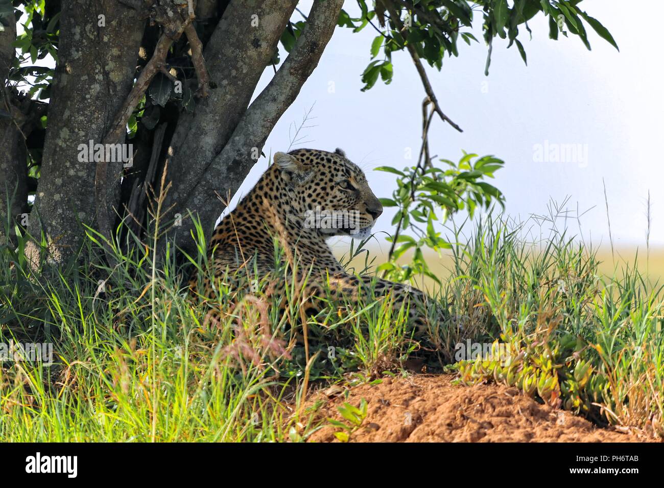 Leopard safari africa kenya hi-res stock photography and images - Alamy