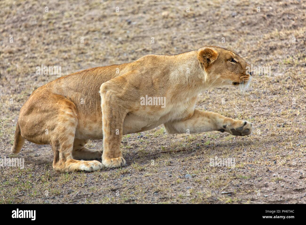 Lioness Hunting