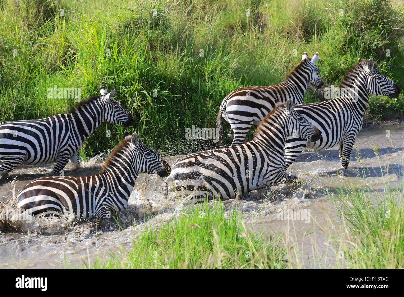 Great migration crossing the mara river hi-res stock photography and ...