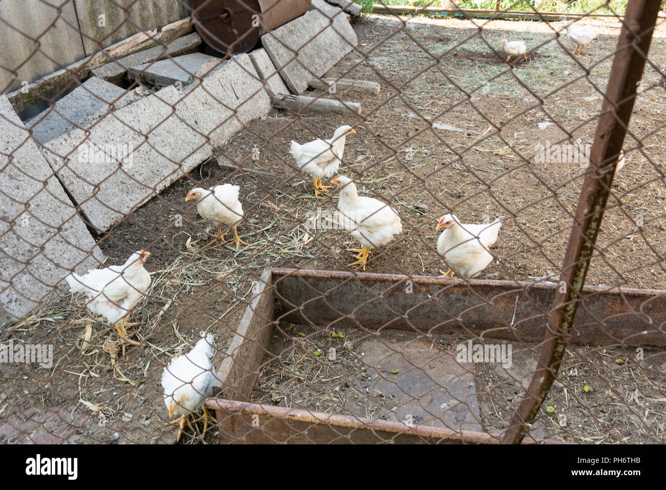 Broiler chickens on a rural poultry farm near feeders Stock Photo - Alamy