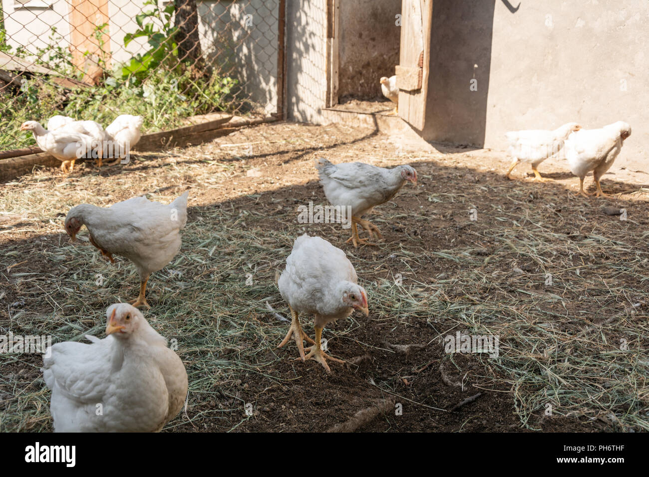 Broiler chickens on a rural poultry farm. Chicken in animal rural farm ...