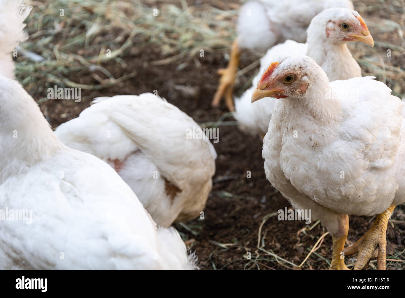 Home and broiler chicken. Mixed breed of chickens Stock Photo - Alamy