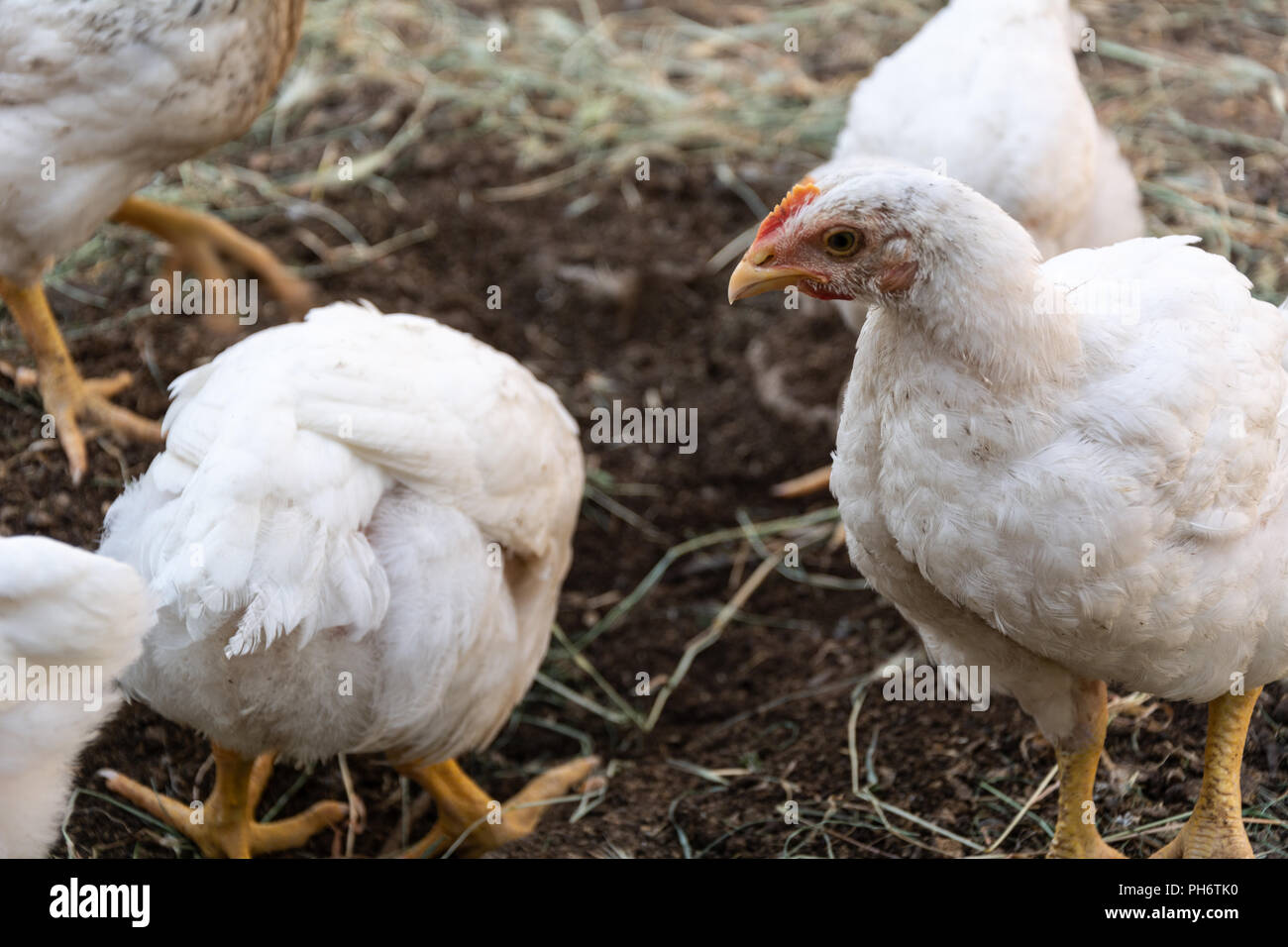 Home and broiler chicken. Mixed breed of chickens Stock Photo - Alamy