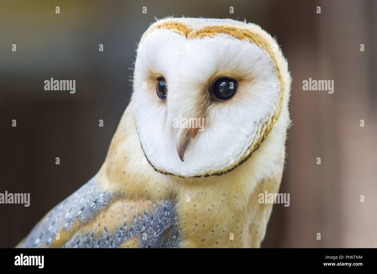 cute perched barn owl watching Stock Photo - Alamy