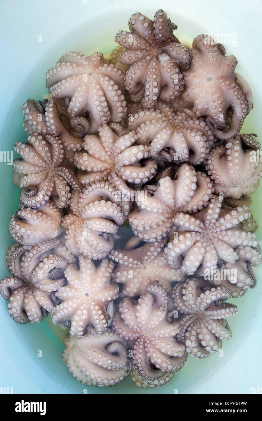 Fresh octopuses on market hi-res stock photography and images - Alamy