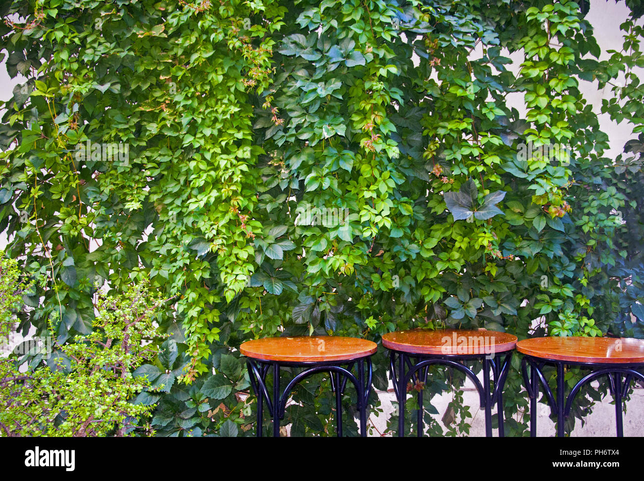 Three round wooden tables with ivy background, open restaurant Stock ...