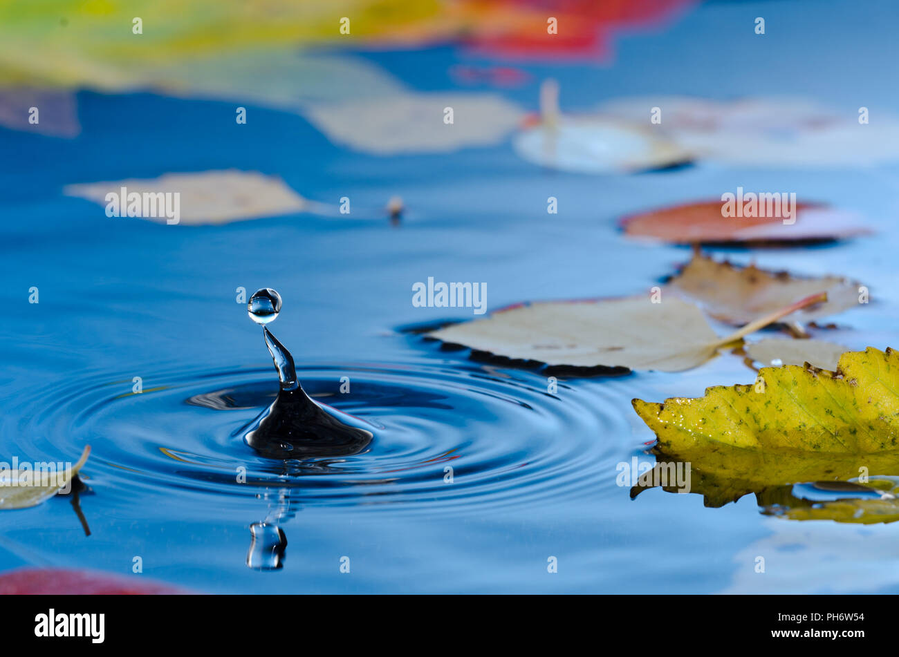 Water droplet making ripples in pond with autumn leaves Stock Photo - Alamy