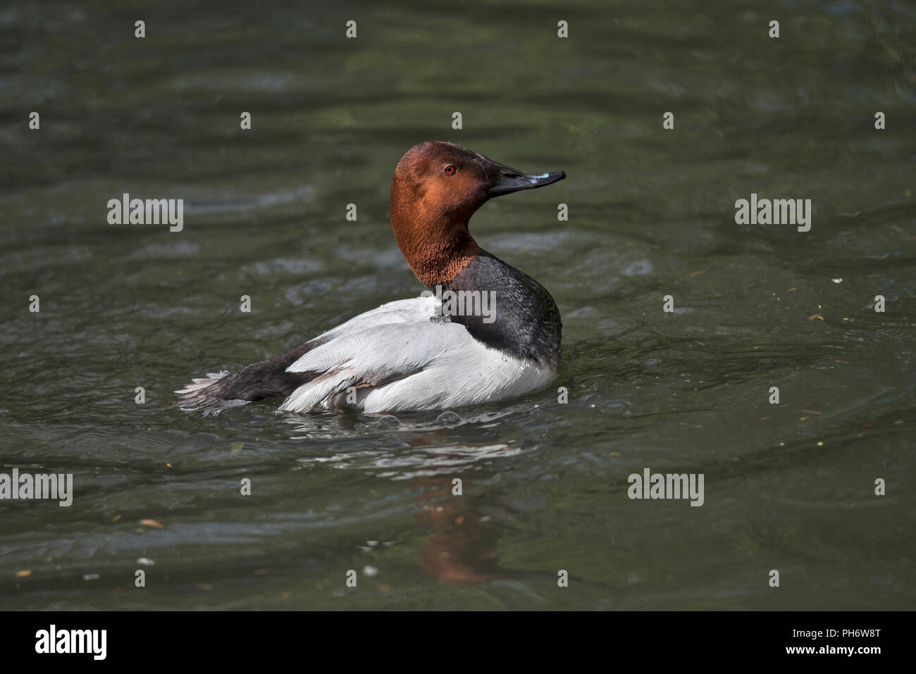 Male head facing right hi-res stock photography and images - Alamy