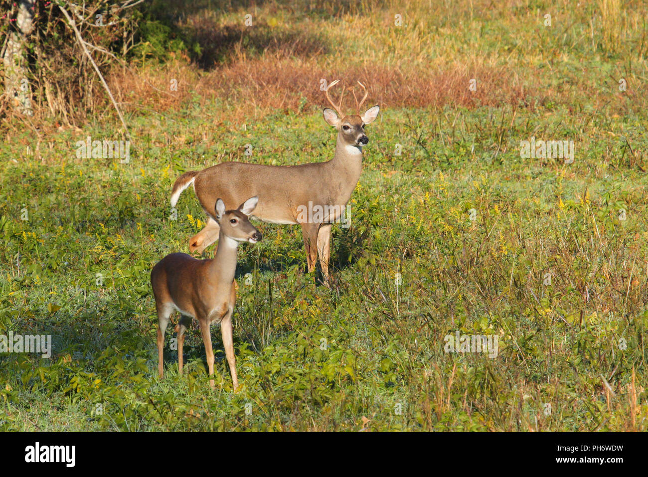 A whitetail buck and doe Stock Photo - Alamy