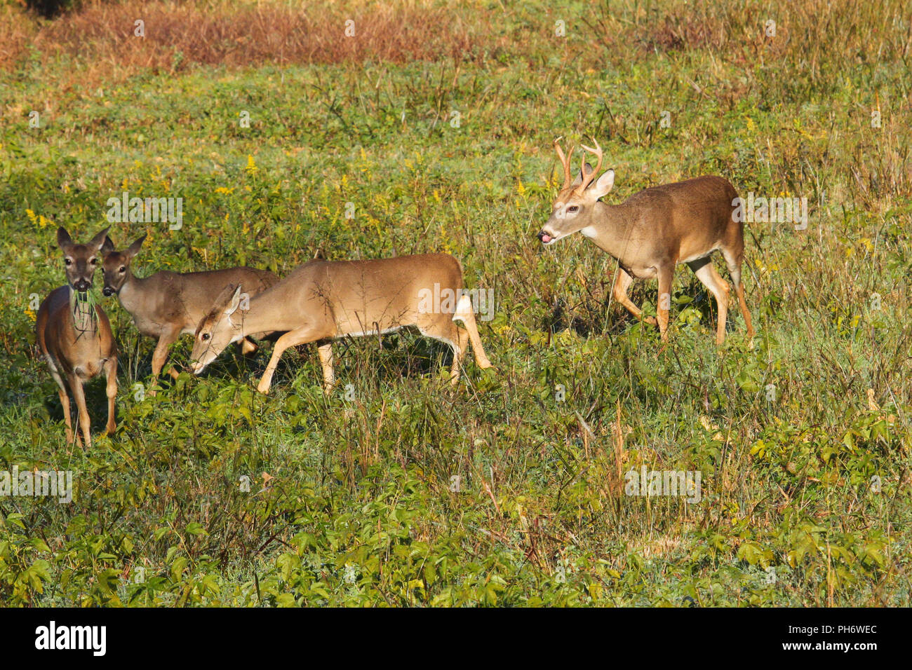 Whitetail buck and doe hi-res stock photography and images - Alamy