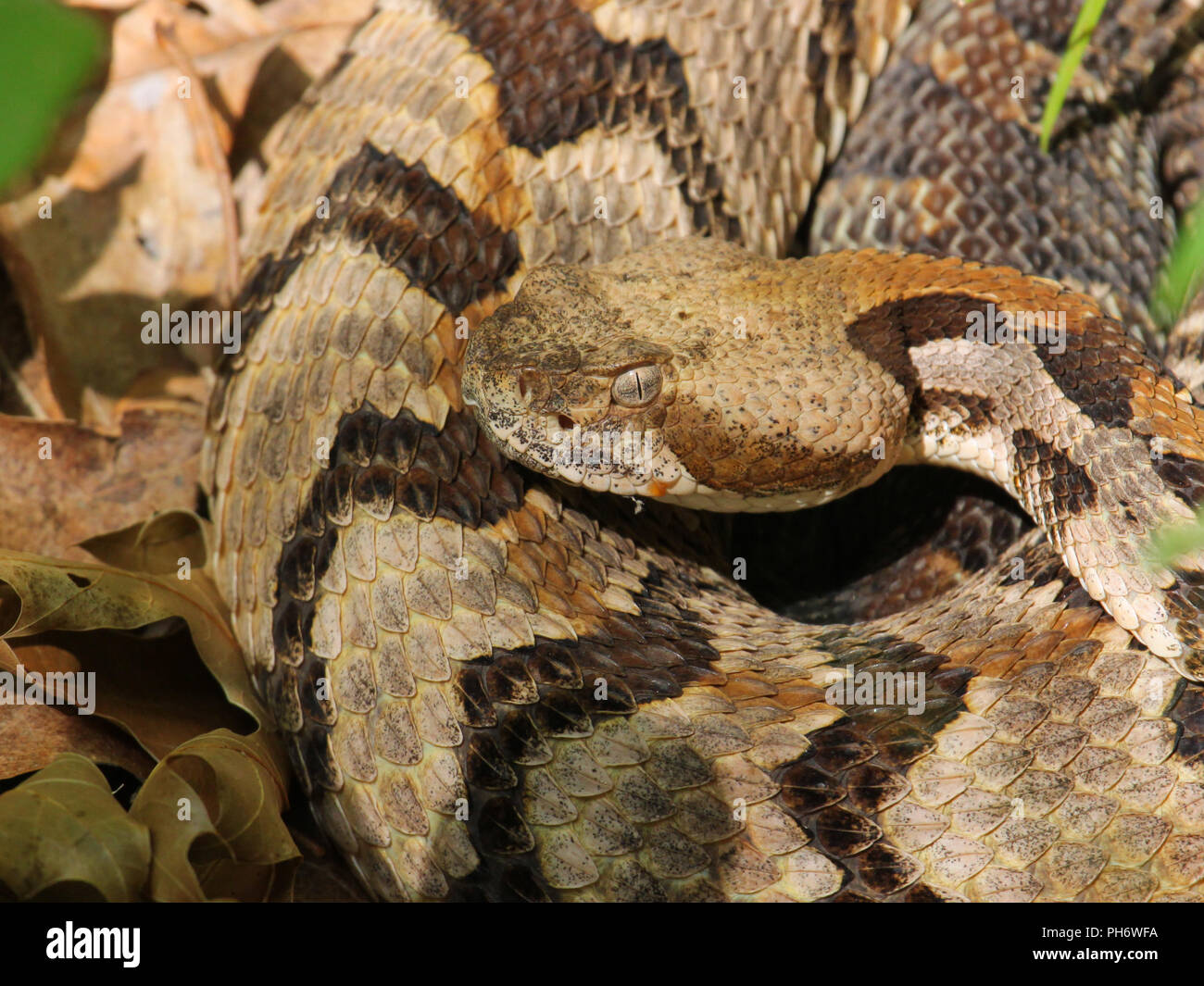 Canebrake rattlesnake hi-res stock photography and images - Alamy