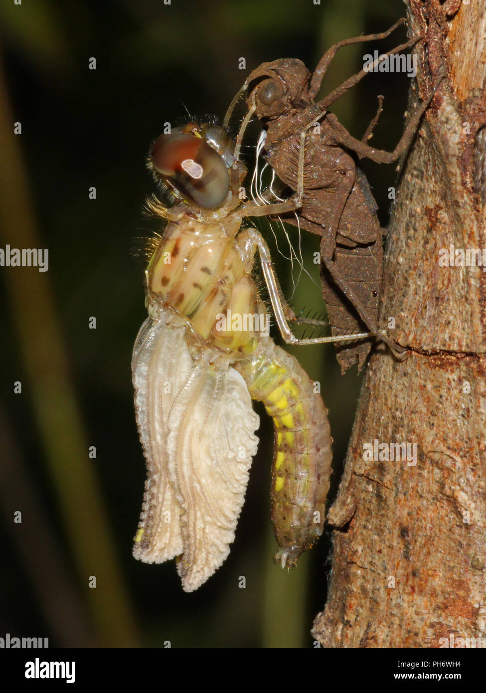 Dragonfly exuvium hi-res stock photography and images - Alamy