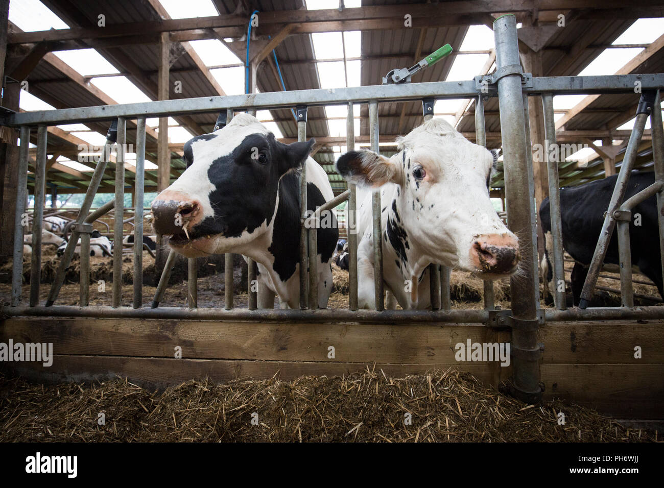 Cows farming hi-res stock photography and images - Alamy
