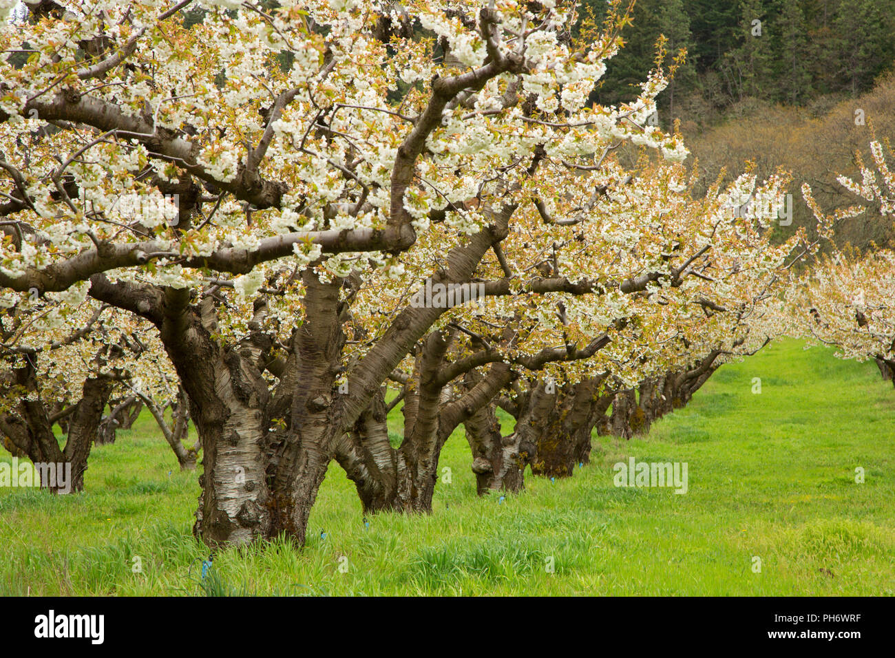 Orchard in bloom, Mosier, Columbia River Gorge National Scenic Area ...