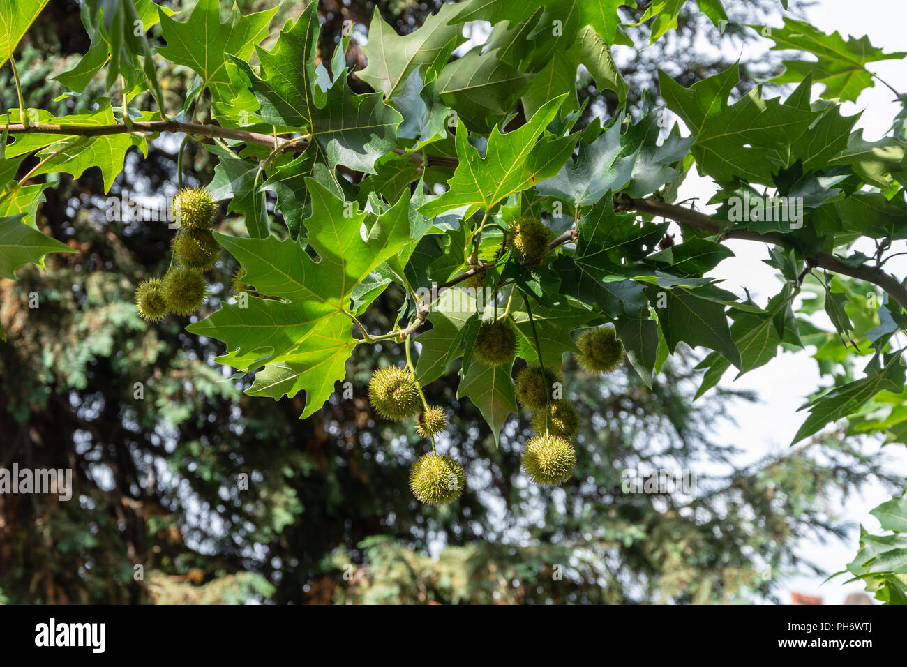 Planetree hi-res stock photography and images - Alamy