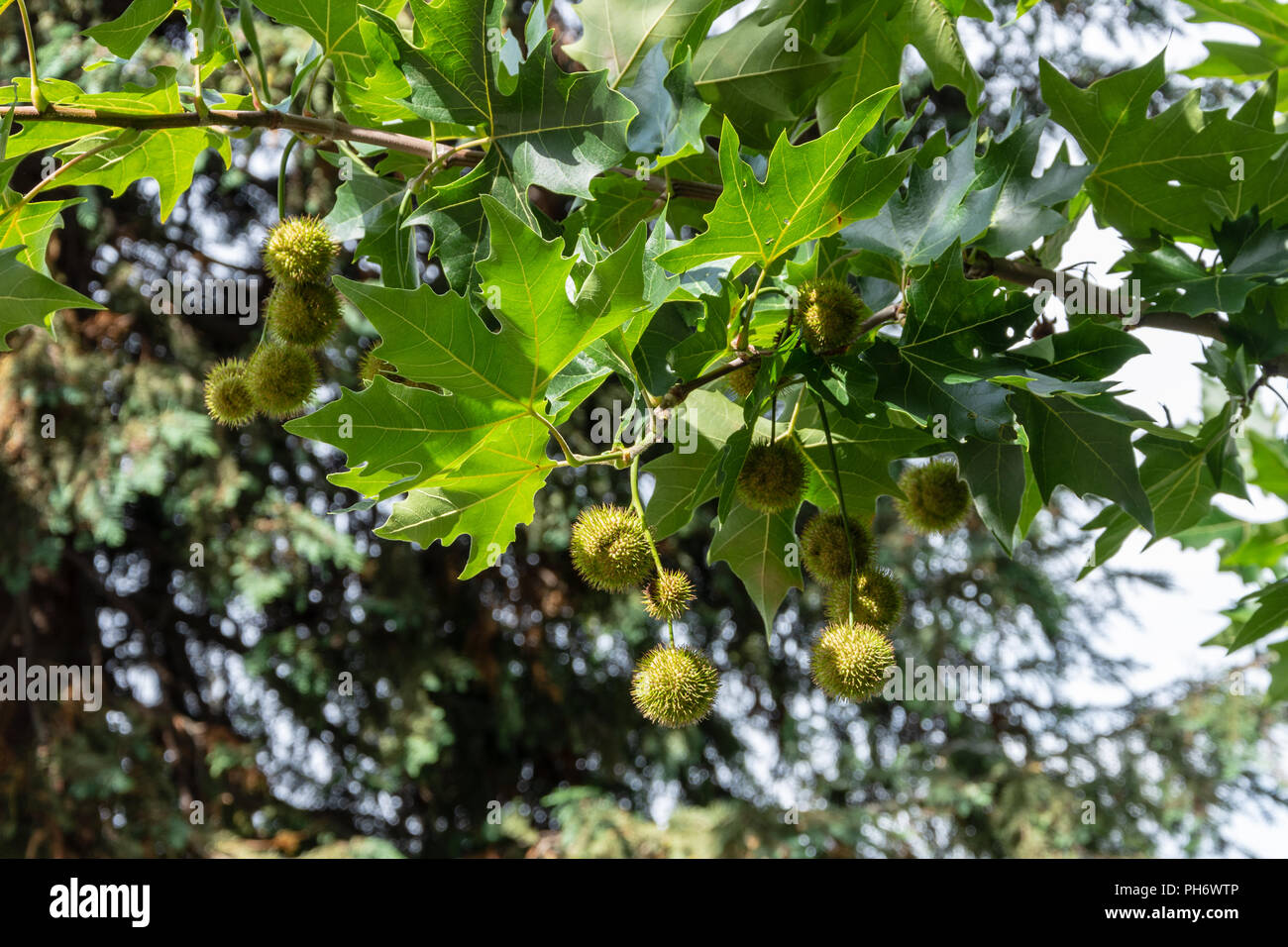 Planetree hi-res stock photography and images - Alamy