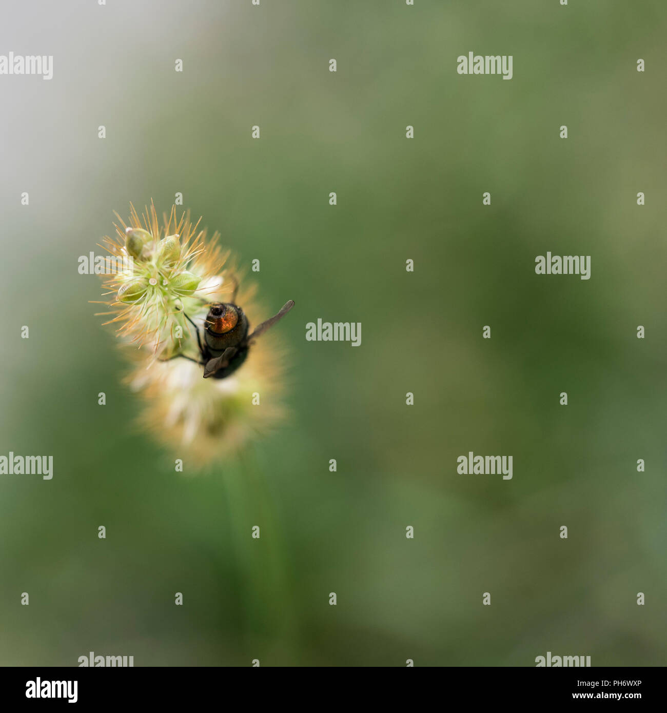 Insecte mouche noire fleur jaune hi-res stock photography and images ...