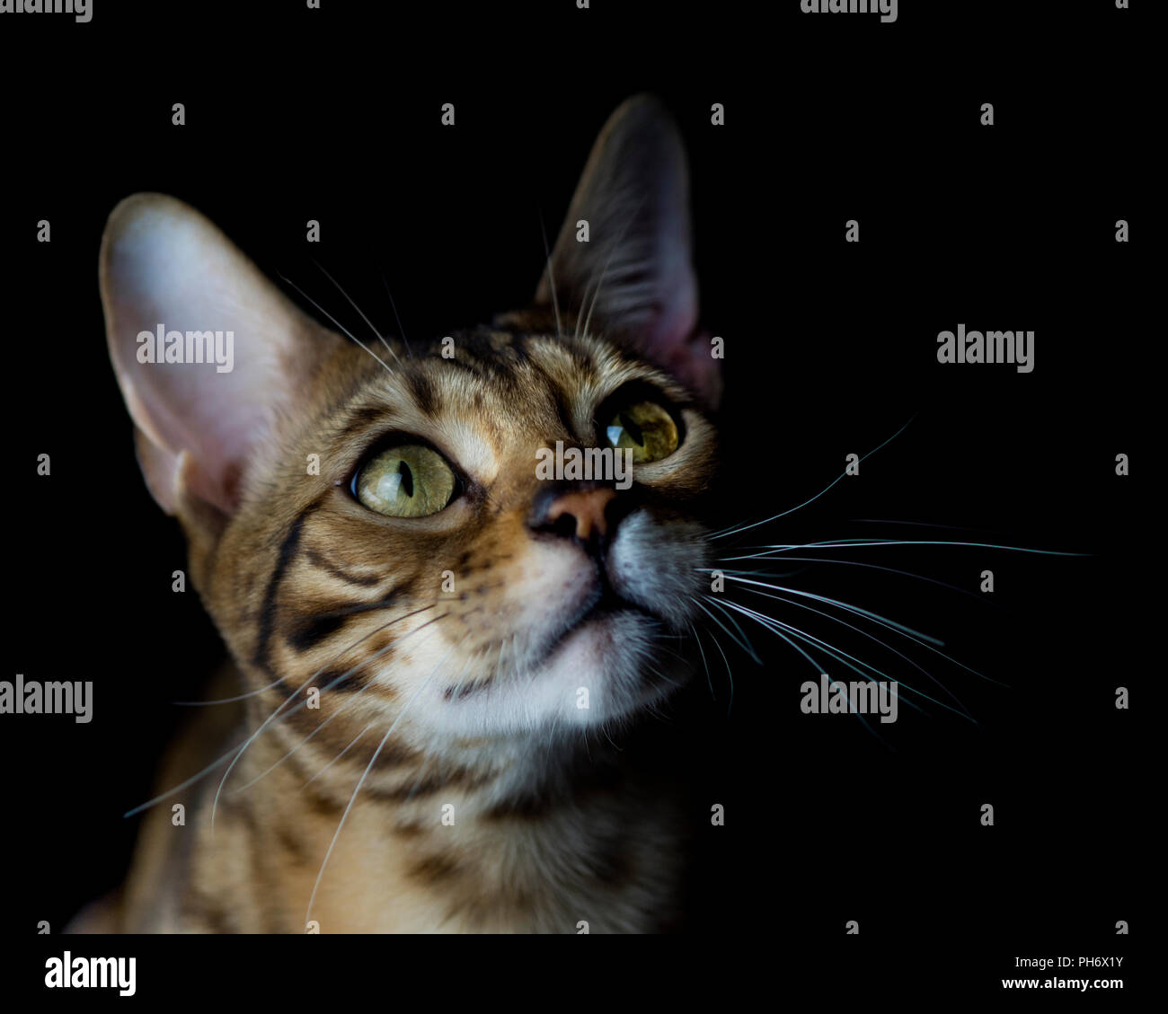 very cute bengal cat face in a studio black background Stock Photo - Alamy