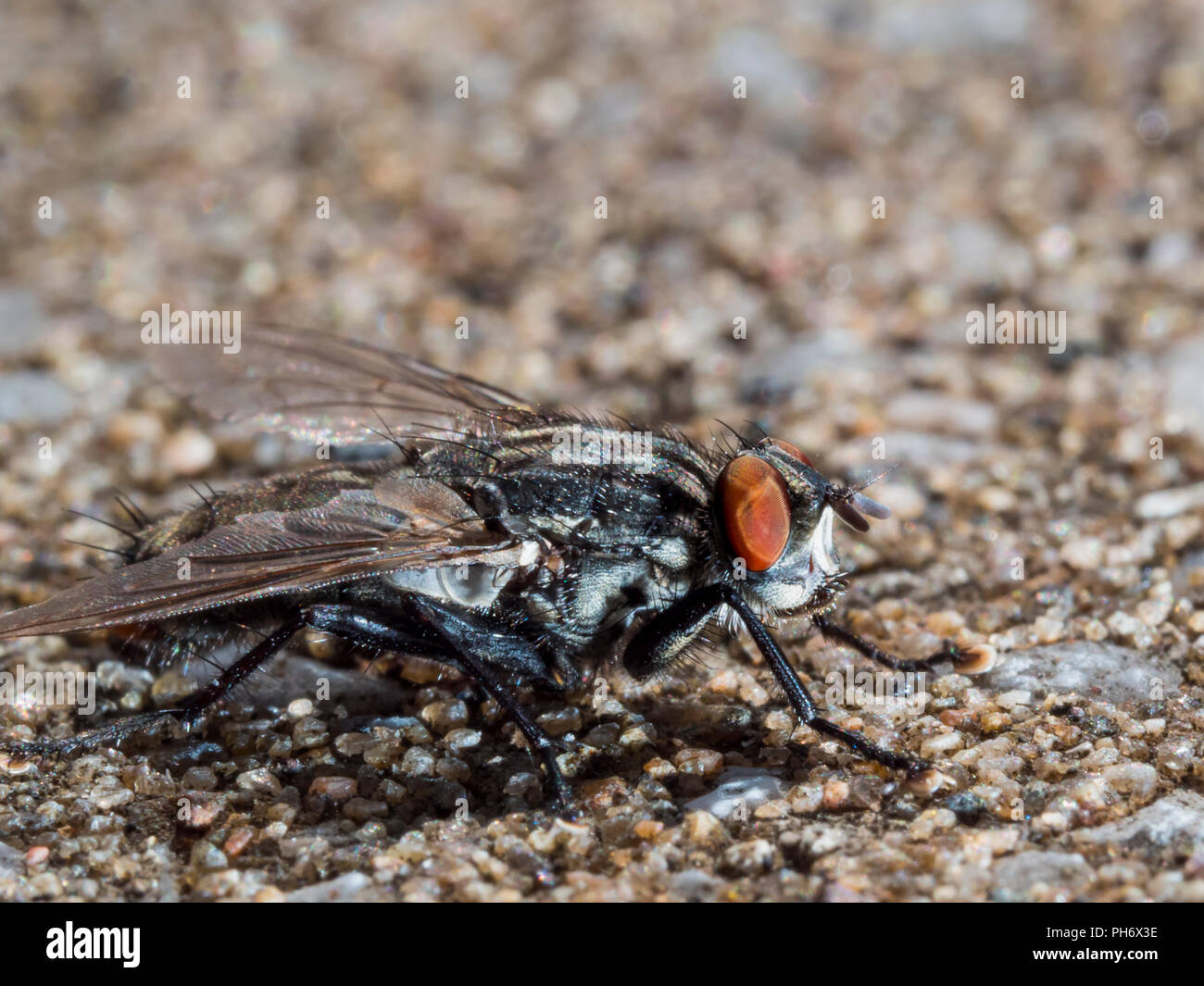 Macrography of animals hi-res stock photography and images - Alamy