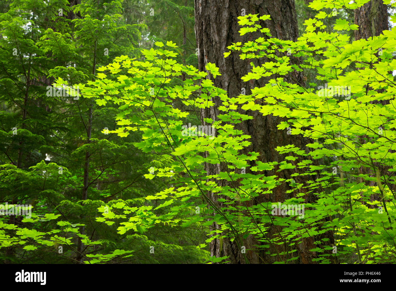 Vine maple (Acer circinatum) in ancient forest, Clackamas Wild and ...