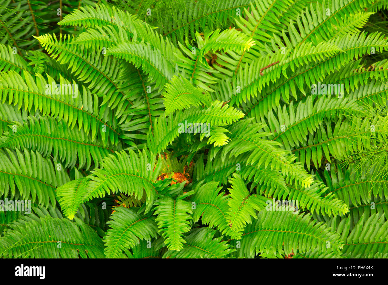 Western sword fern (Polystichum munitum), Collawash Wild and Scenic ...