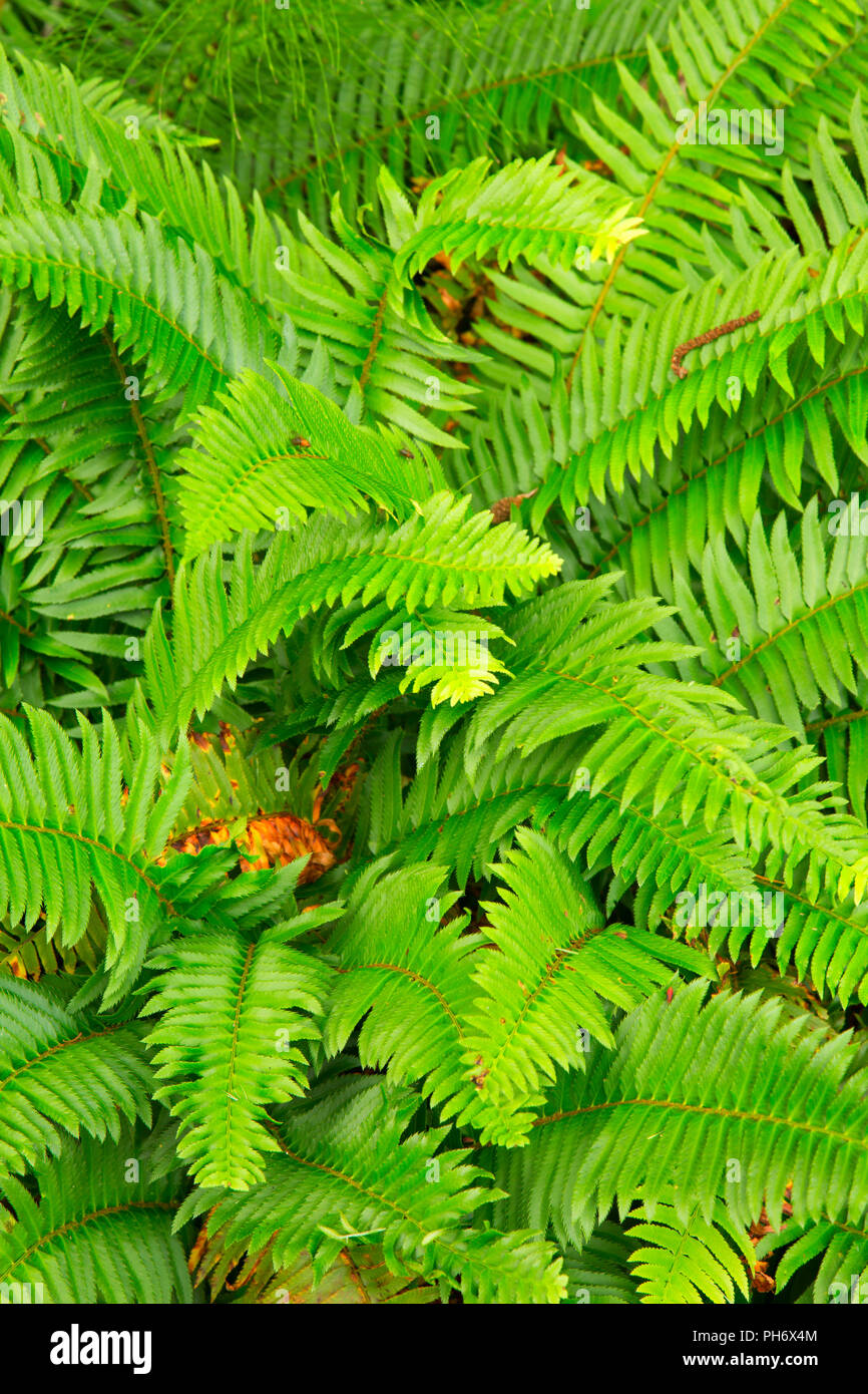 Western sword fern (Polystichum munitum), Collawash Wild and Scenic ...