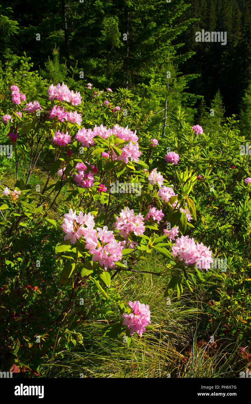 Pacific rhododendron (Rhododendron macrophyllum) in bloom along ...
